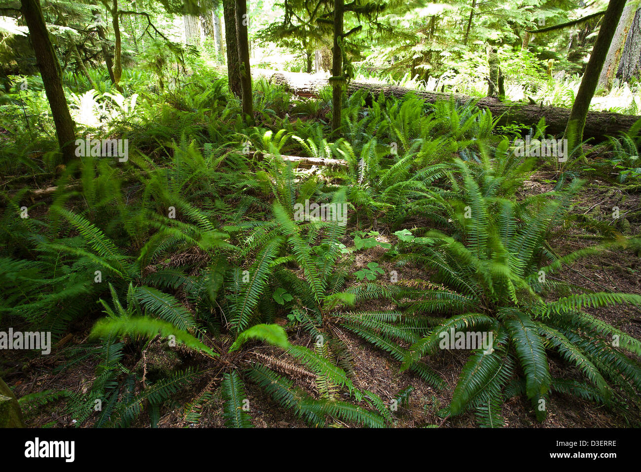 Ferns in the rain forest, Cathedral Grove (MacMillan Provincial Park ...