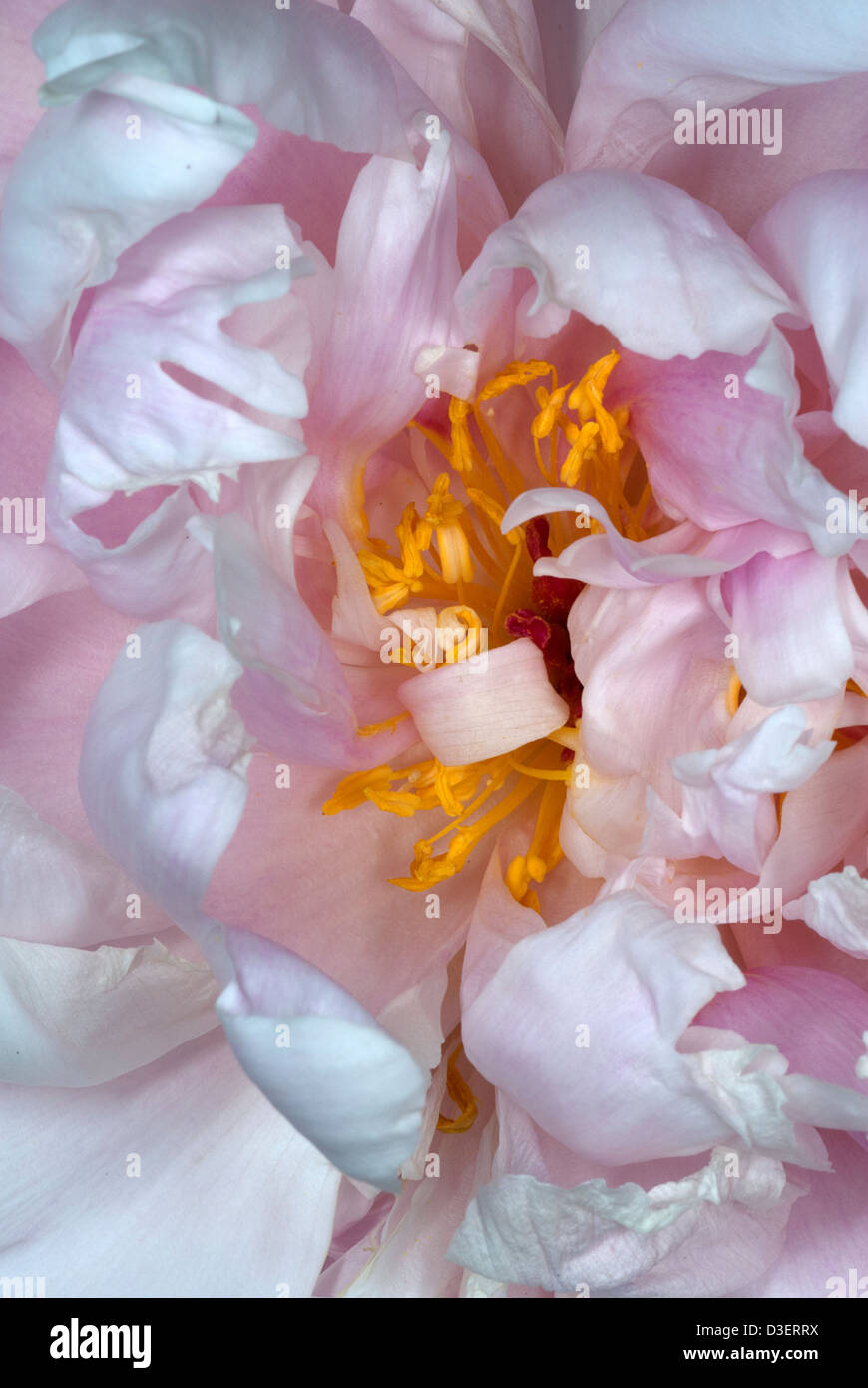 closeup of a peony flower Stock Photo - Alamy