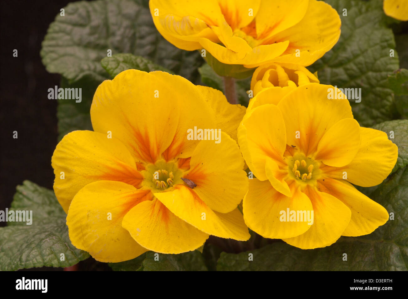 Yellow primroses Spring Flowers UK Stock Photo - Alamy
