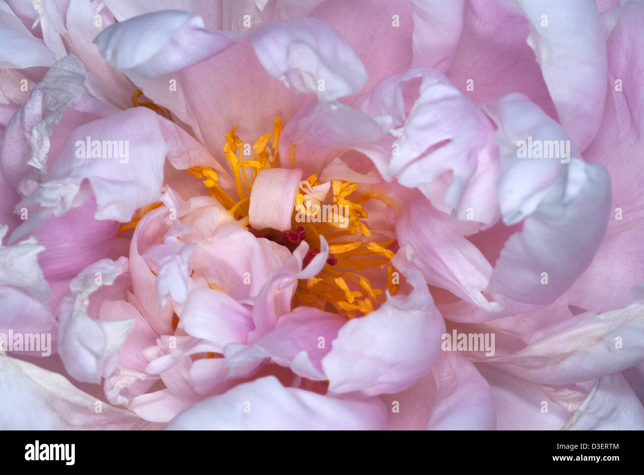 closeup of a peony flower Stock Photo - Alamy