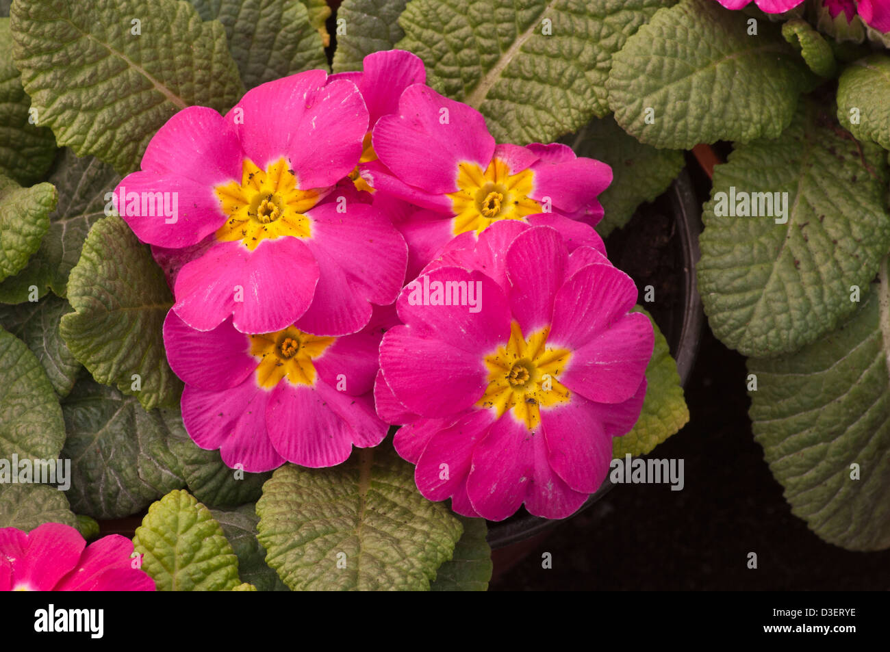 Pink primroses Spring Flowers UK Stock Photo - Alamy