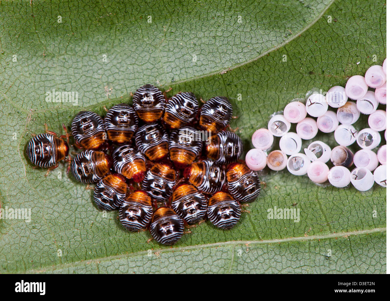 newly hatched pentatomid stink bugs Stock Photo - Alamy