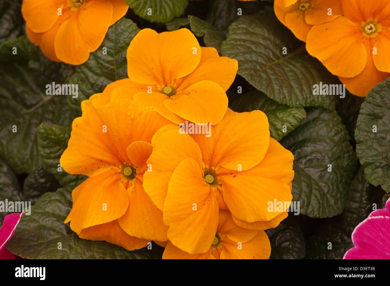 Orange primroses Spring Flowers UK Stock Photo - Alamy