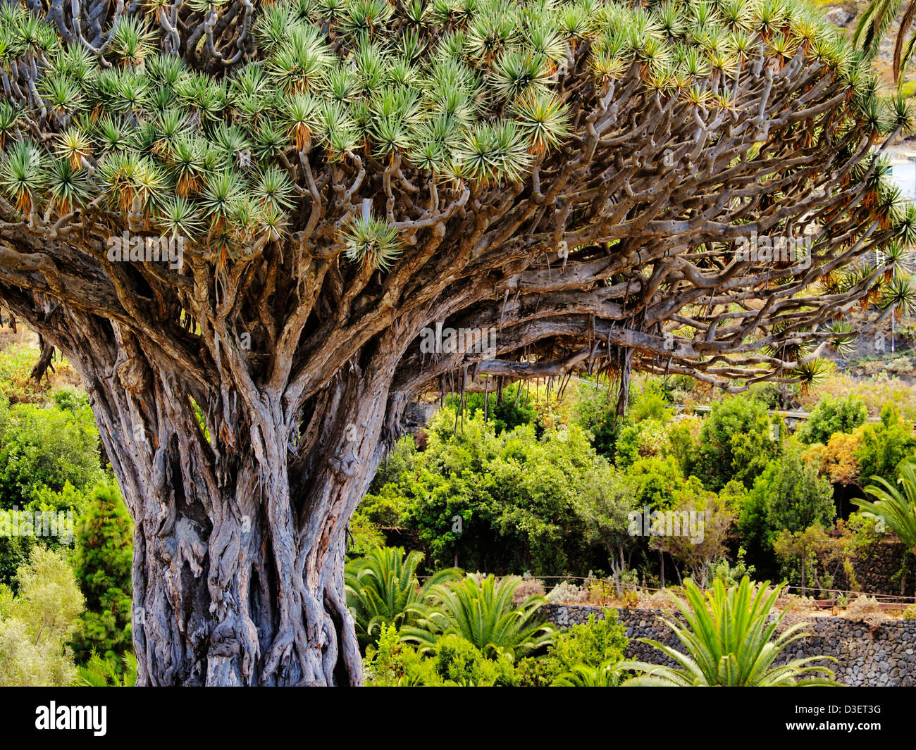 Dragon tree drago milenario icod de hi-res stock photography and images ...