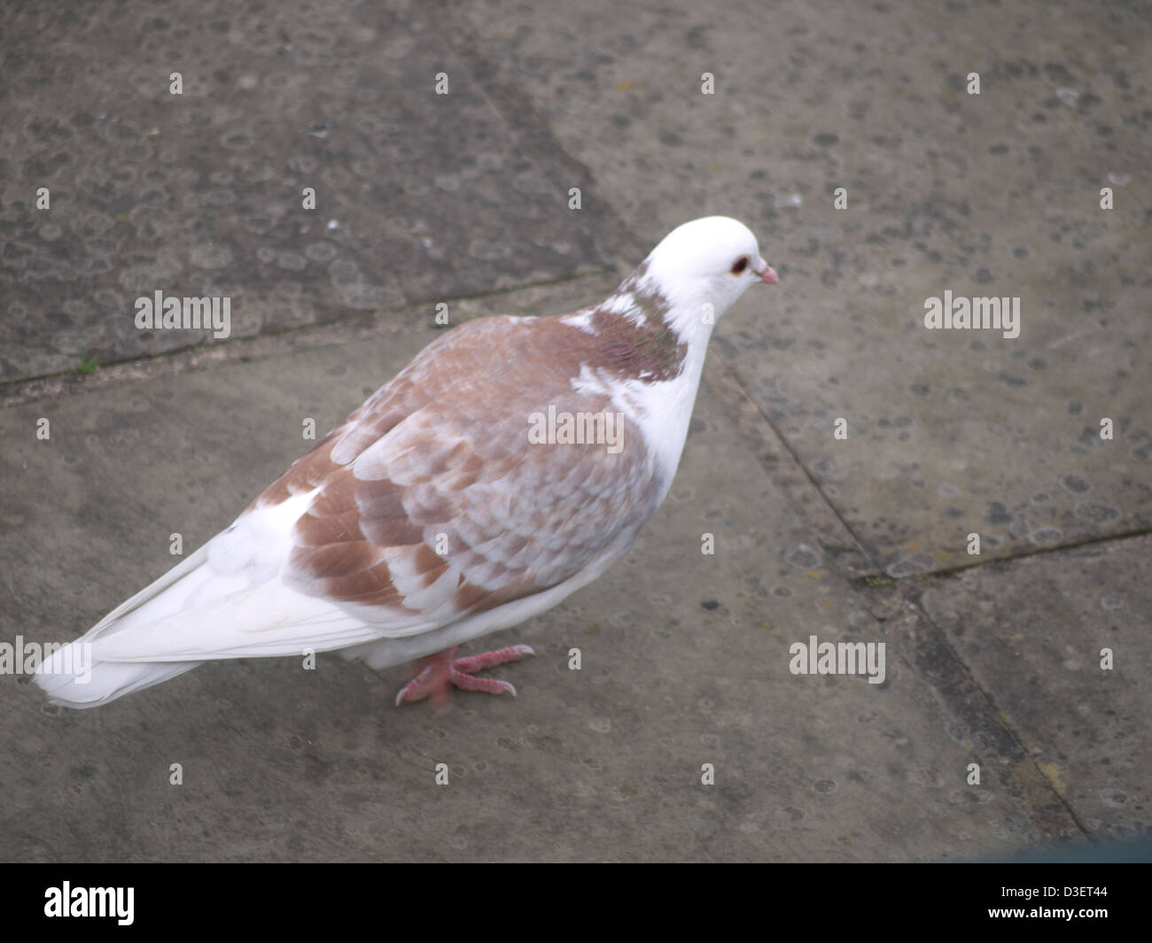 City pigeon in Grimsby Stock Photo - Alamy