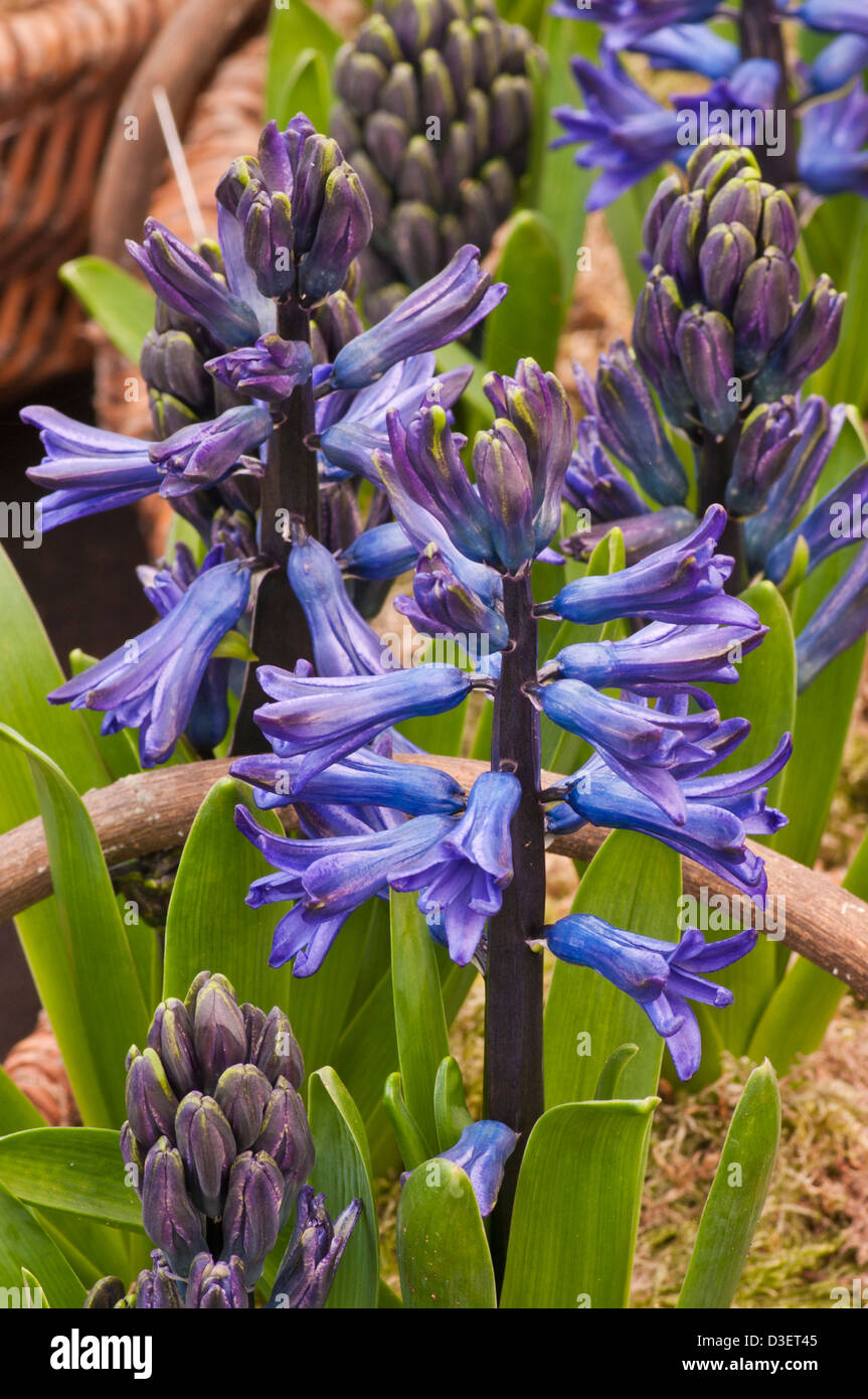 Blue Hyacinth "Hyacinthus Stock Photo - Alamy