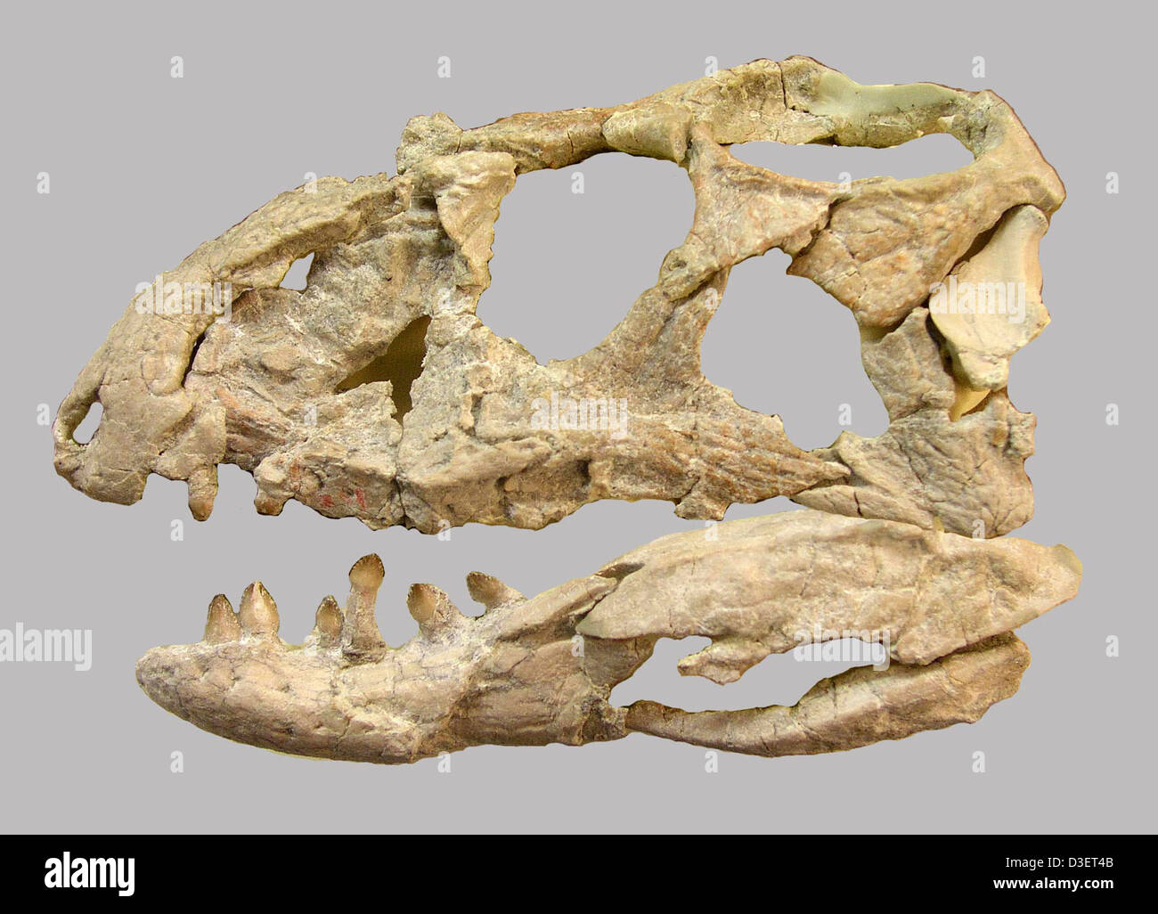 The Revueltosaurus skull, on display at Petrified Forest National Park ...