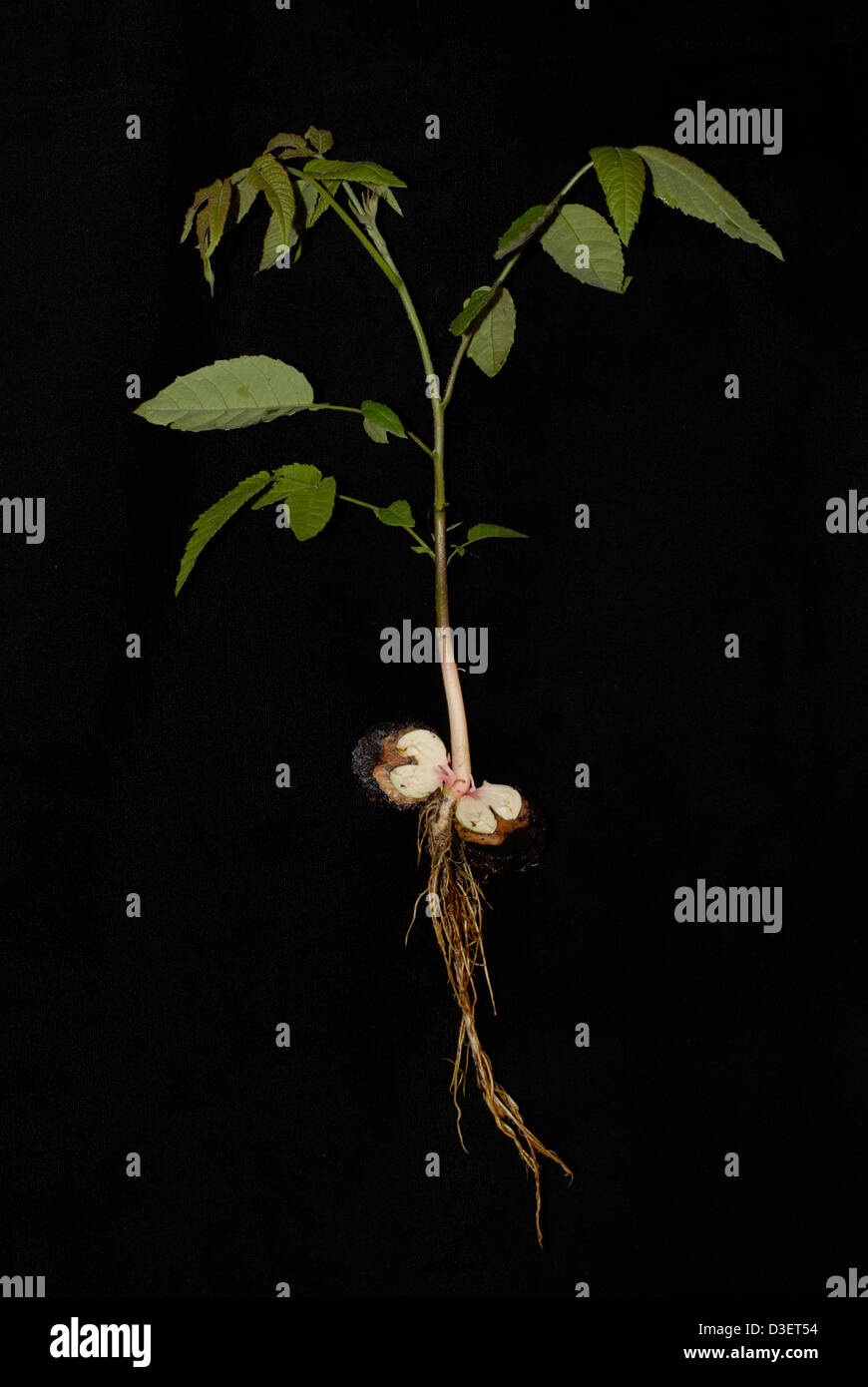 Walnut seedling hi-res stock photography and images - Alamy