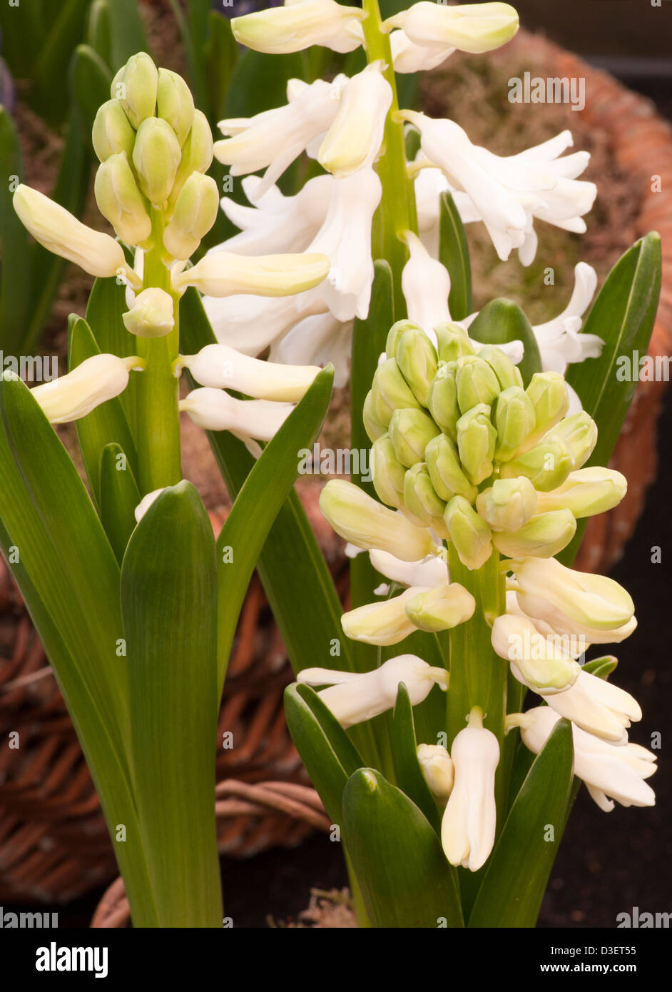 White hyacinth hyacinthus flowers hi-res stock photography and images ...