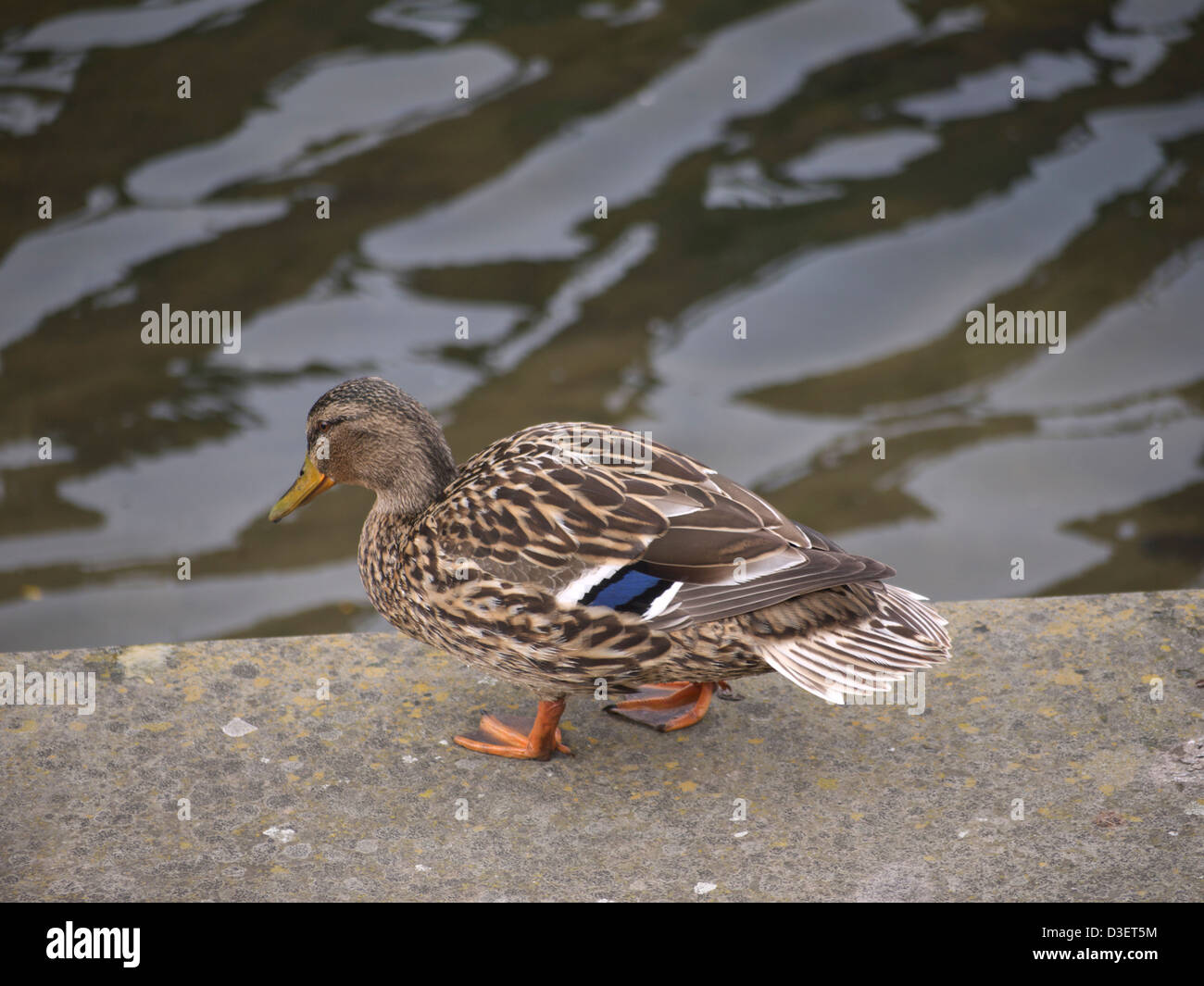 Female Mallard by the river Freshney at Grimsby Stock Photo - Alamy