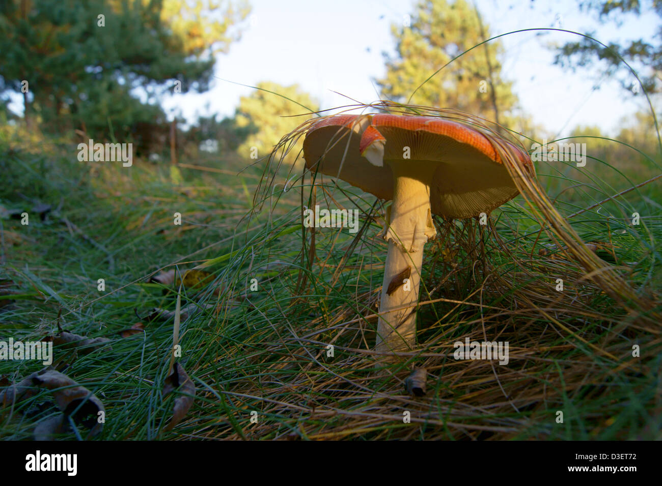 Toadstool on tree hi-res stock photography and images - Alamy