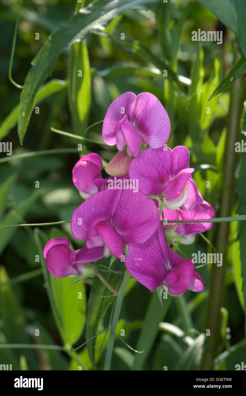 Everlasting pea flowers, Lathyrus latifolius Stock Photo - Alamy
