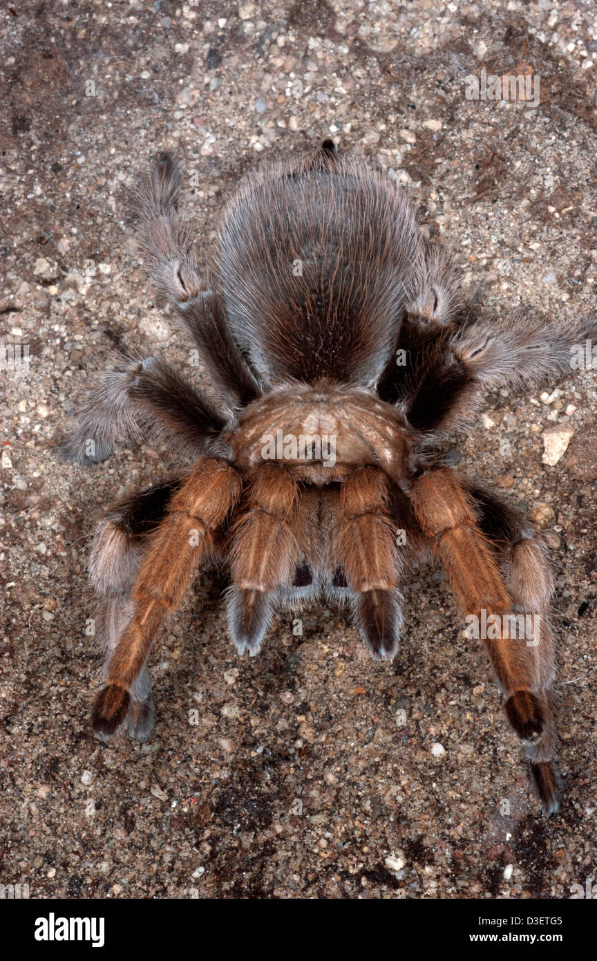 Rose Hair Tarantula, Grammostola rosea Stock Photo - Alamy