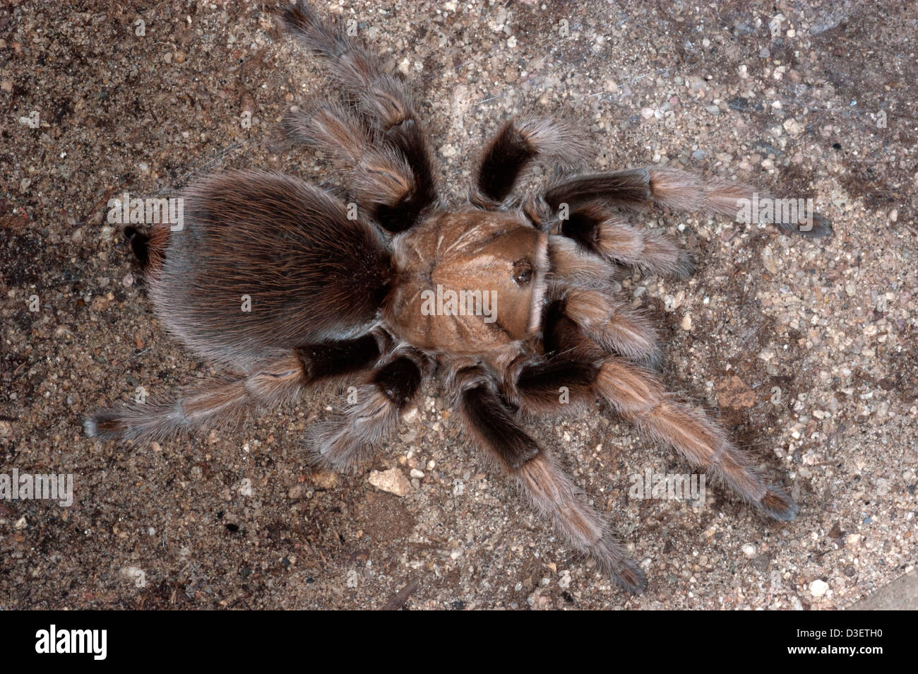 Rose Hair Tarantula, Grammostola rosea Stock Photo - Alamy