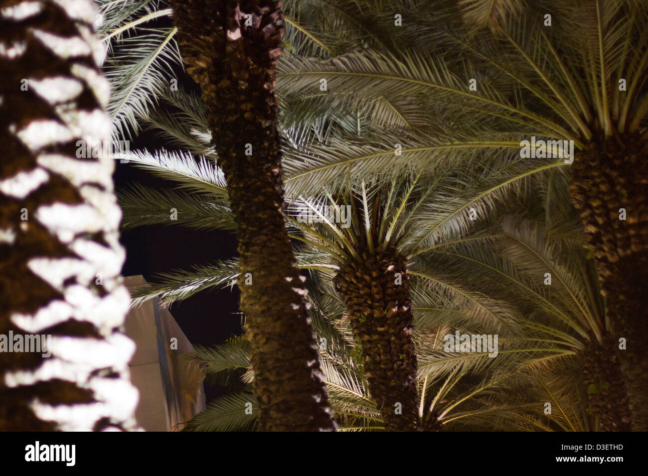 Palm Trees light up at night Stock Photo - Alamy