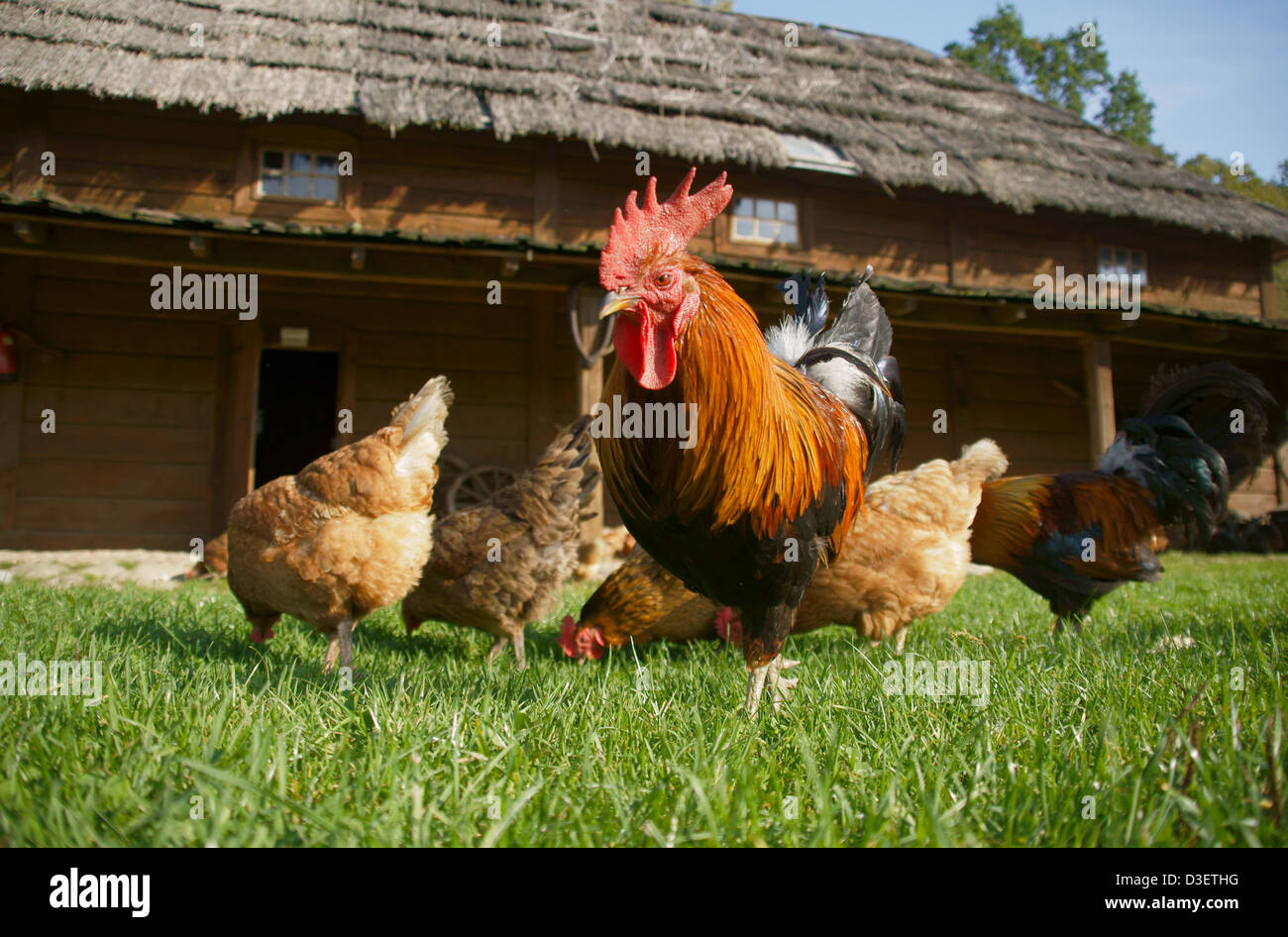 a flock of hens with rooster Stock Photo - Alamy