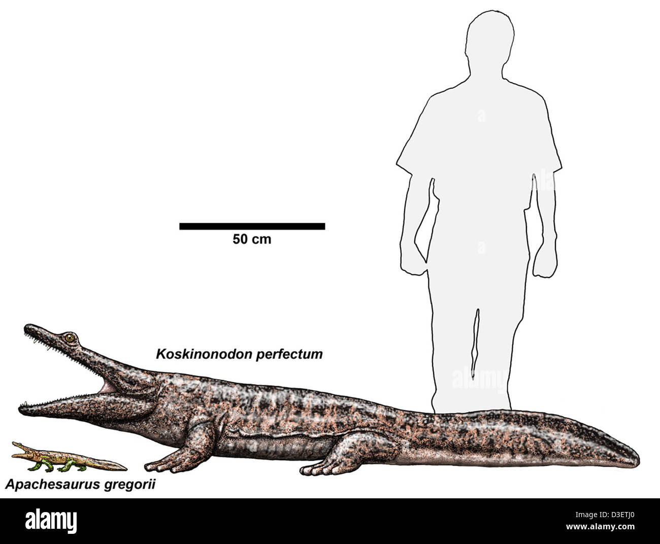 The Metoposaurs, prehistoric amphibians, are featured at Petrified ...