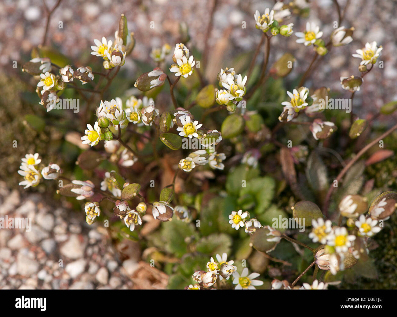 Draba verna hi-res stock photography and images - Alamy