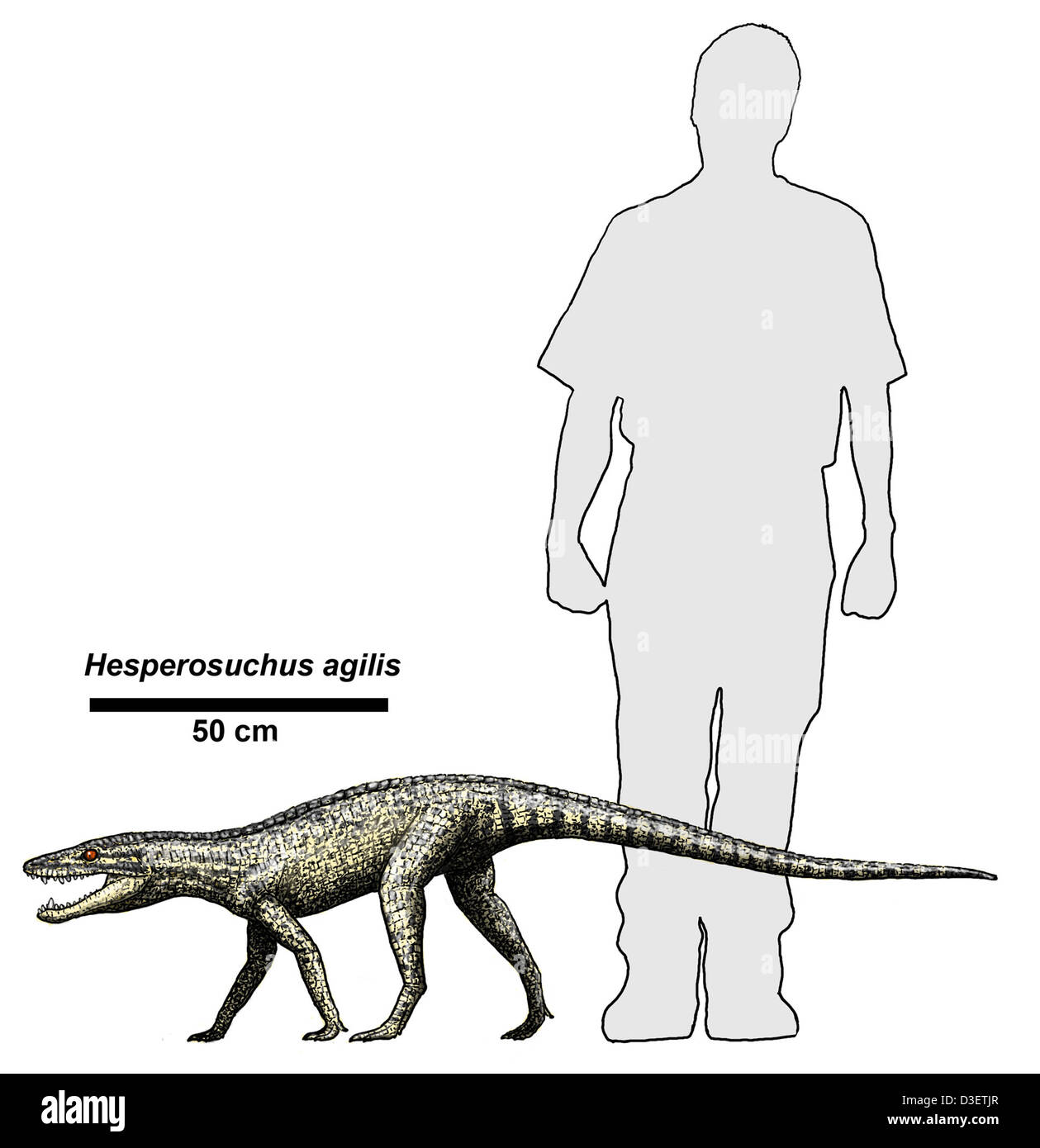 Hesperosuchus agilis hi-res stock photography and images - Alamy