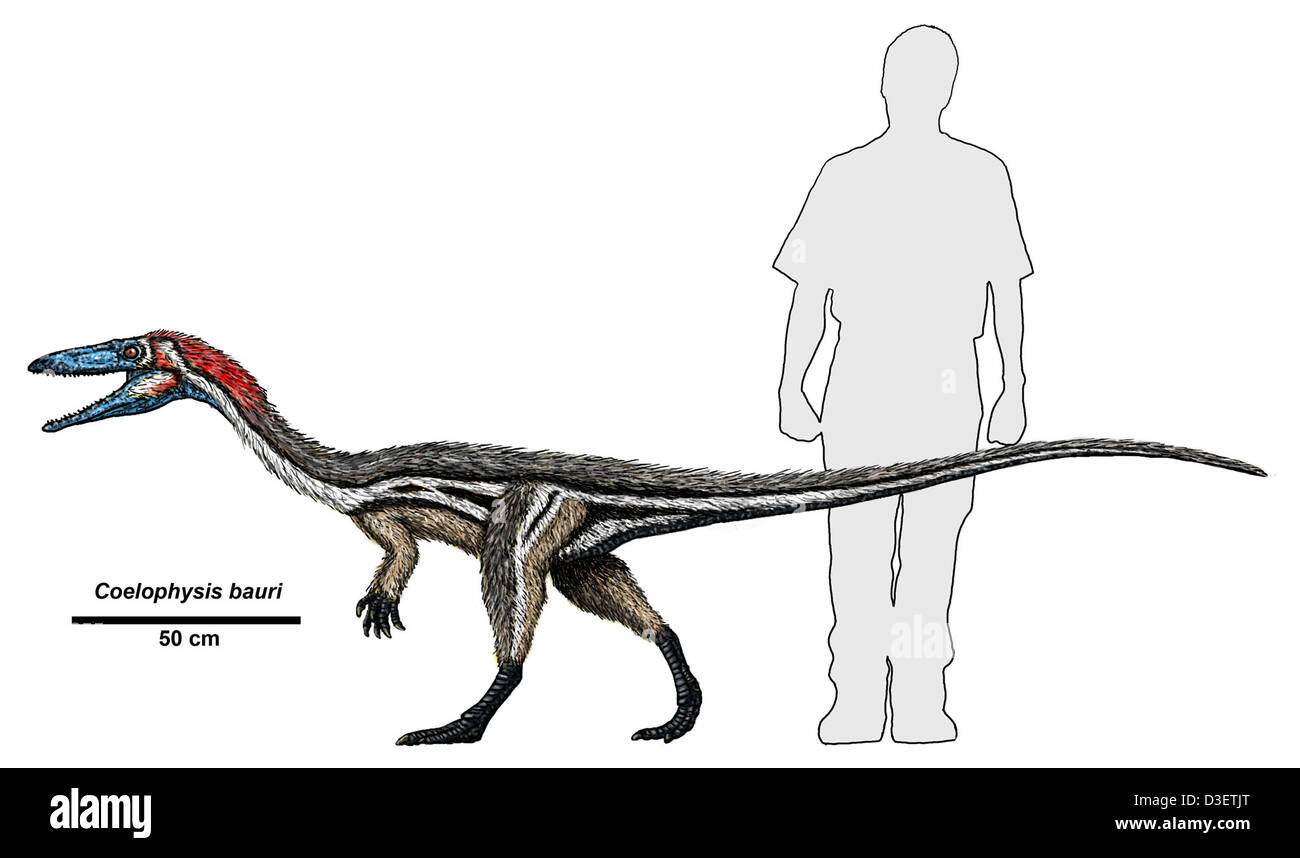 Coelophysis bauri, a prehistoric dinosaur, is featured in the fossil ...