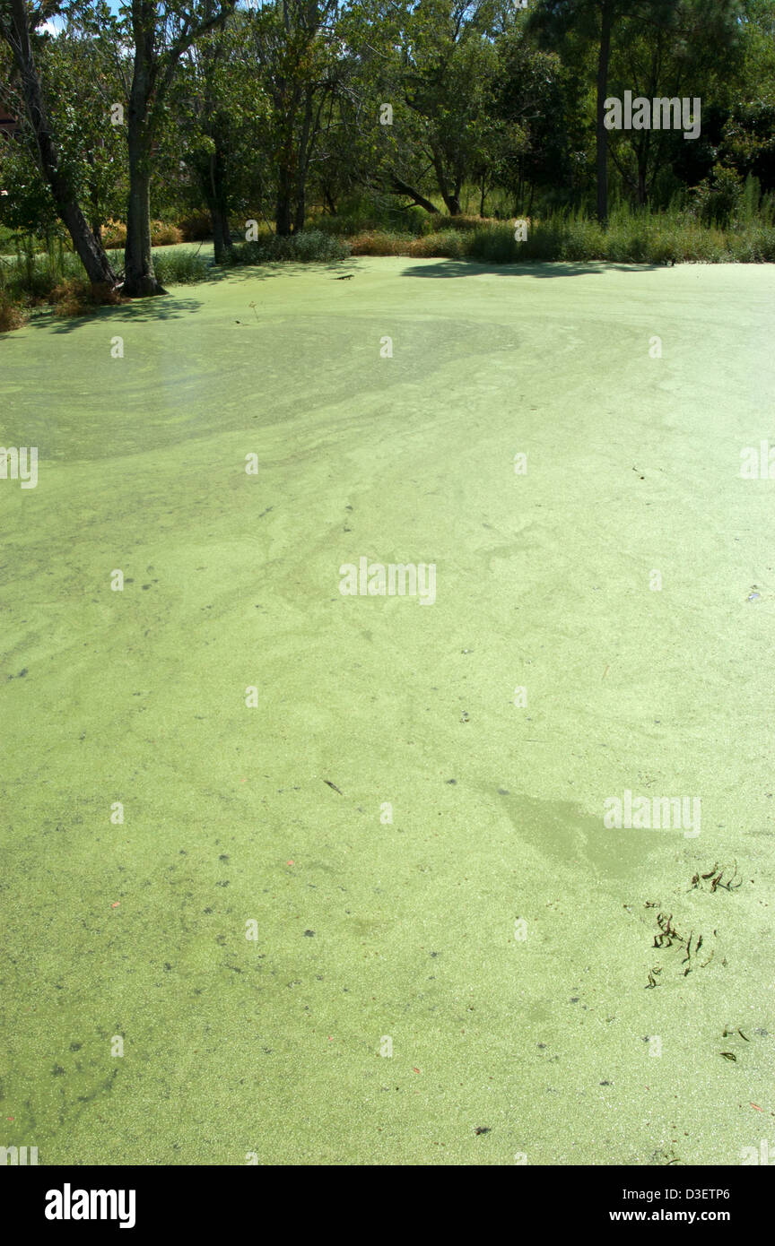 Hypertrophication hi-res stock photography and images - Alamy
