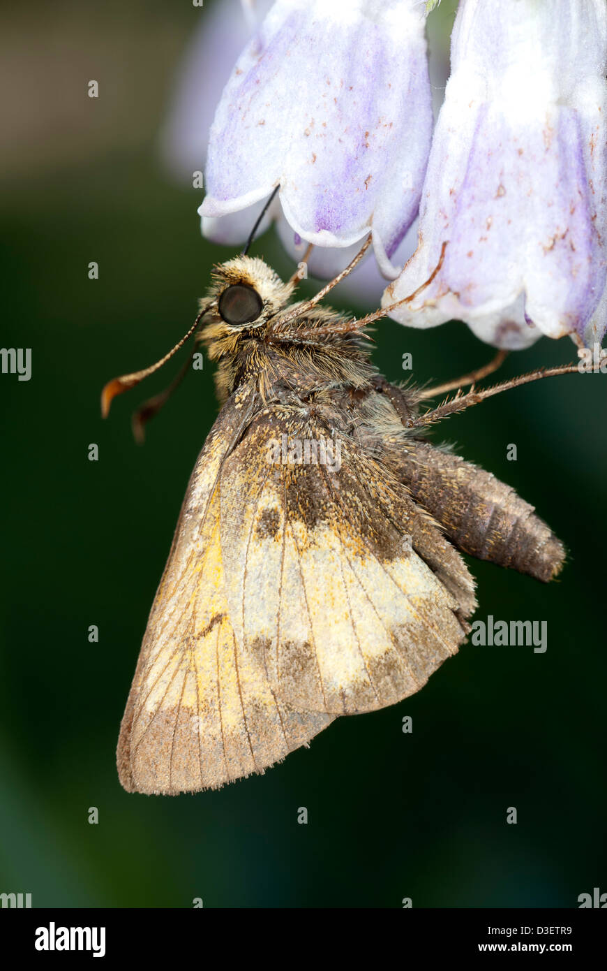 Skipper moth hi-res stock photography and images - Alamy