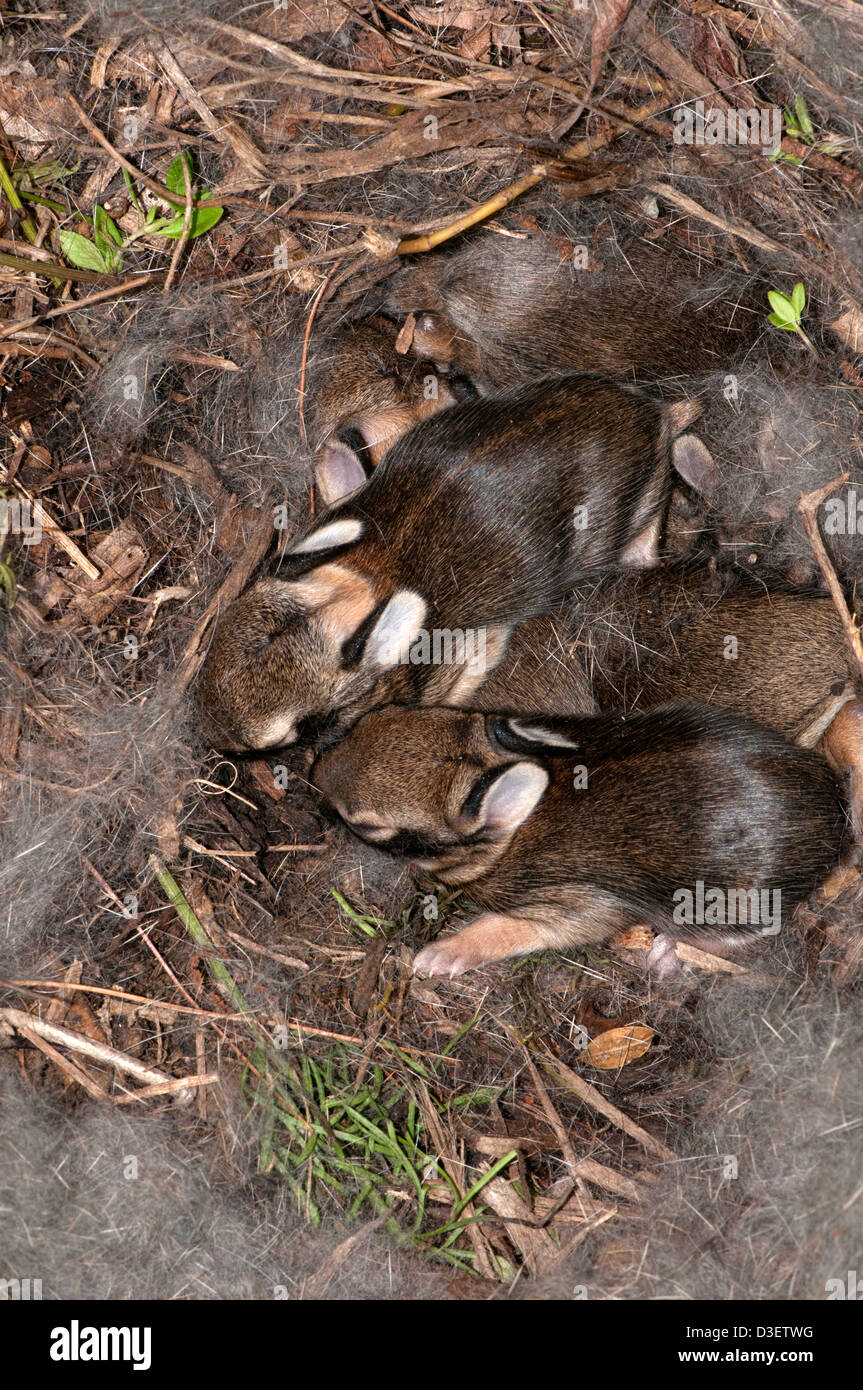 Nest of the eastern cottontail rabbit, Sylvilagus floridanus with ...