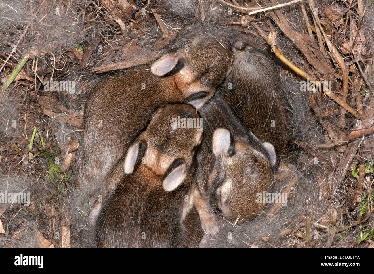 Nest of the eastern cottontail rabbit, Sylvilagus floridanus with ...