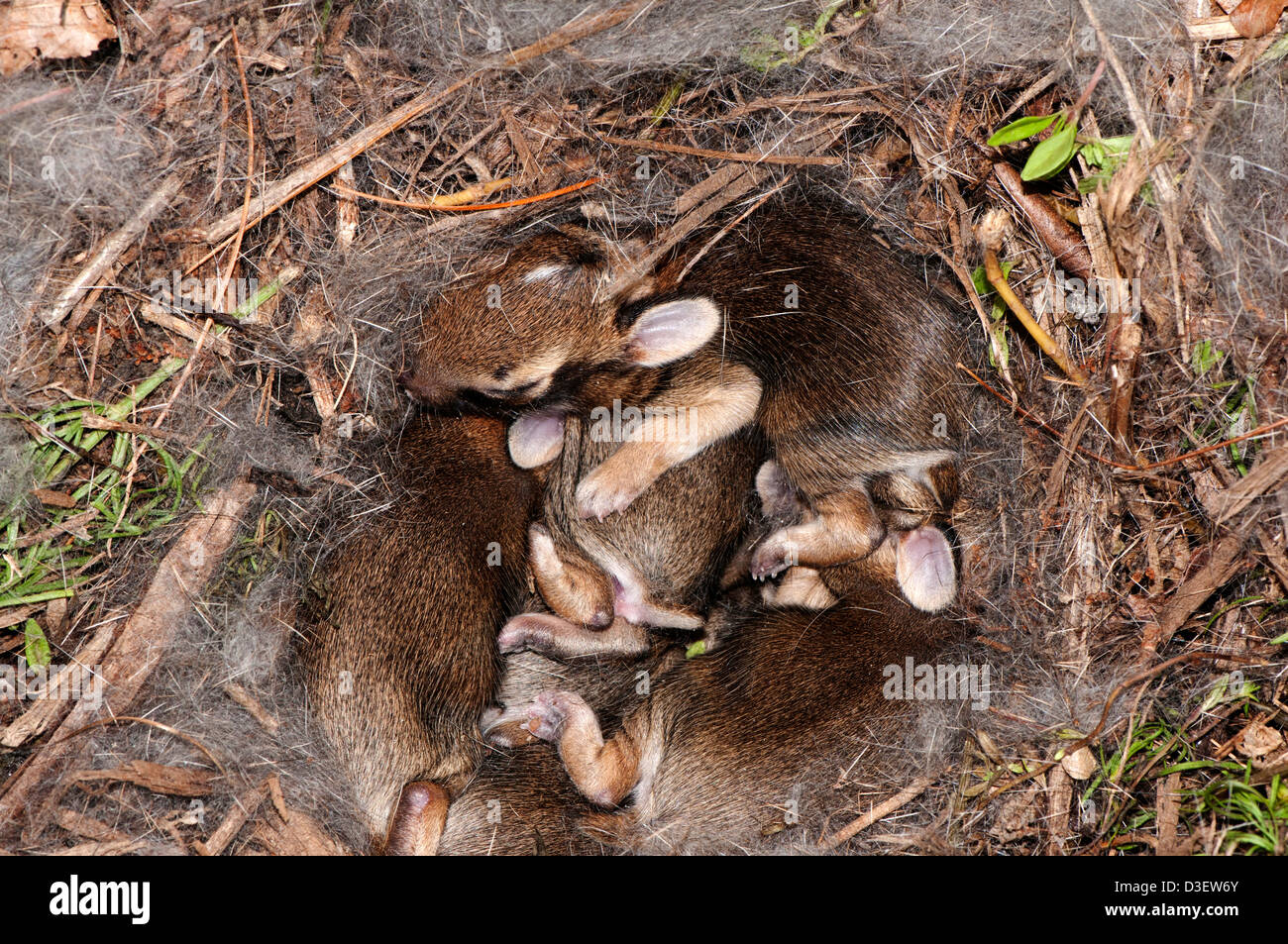 Nest of the eastern cottontail rabbit, Sylvilagus floridanus with ...