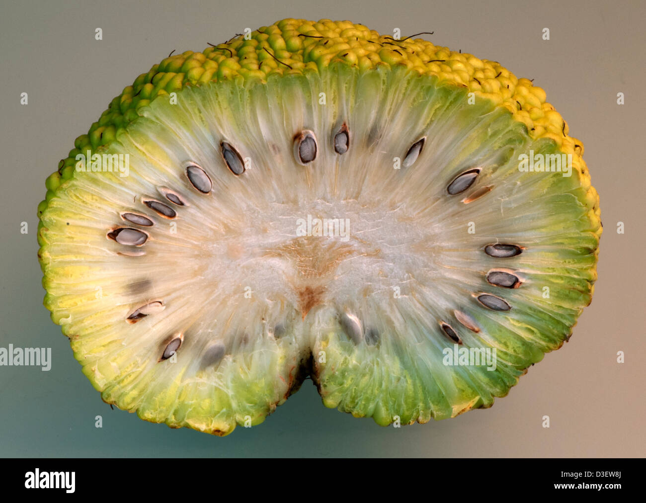 fruit of Maclura pomifera, Osage-orange Stock Photo - Alamy