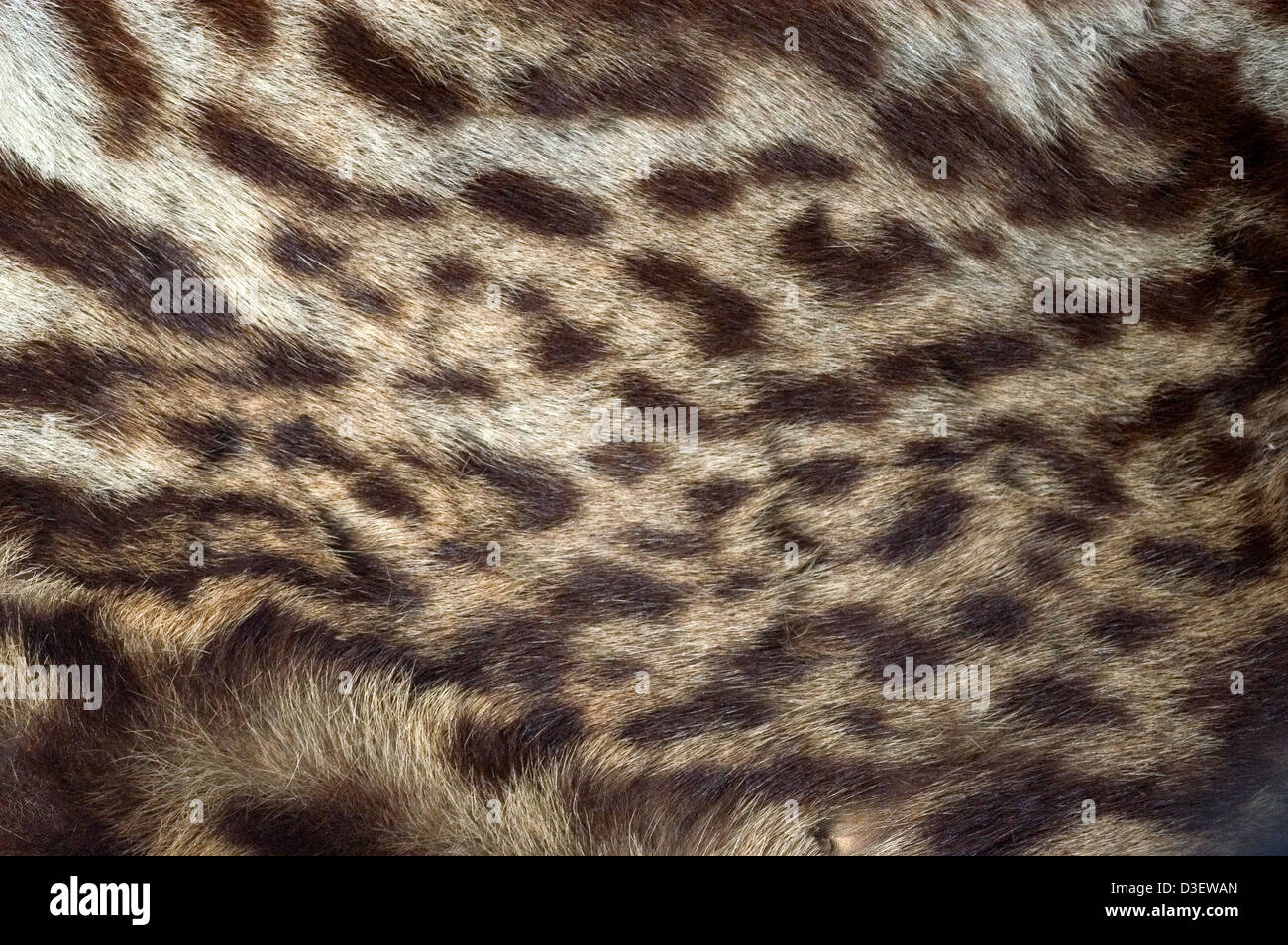 Iucn endangered species hi-res stock photography and images - Alamy
