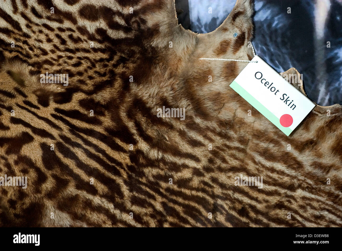 Iucn endangered species hi-res stock photography and images - Alamy