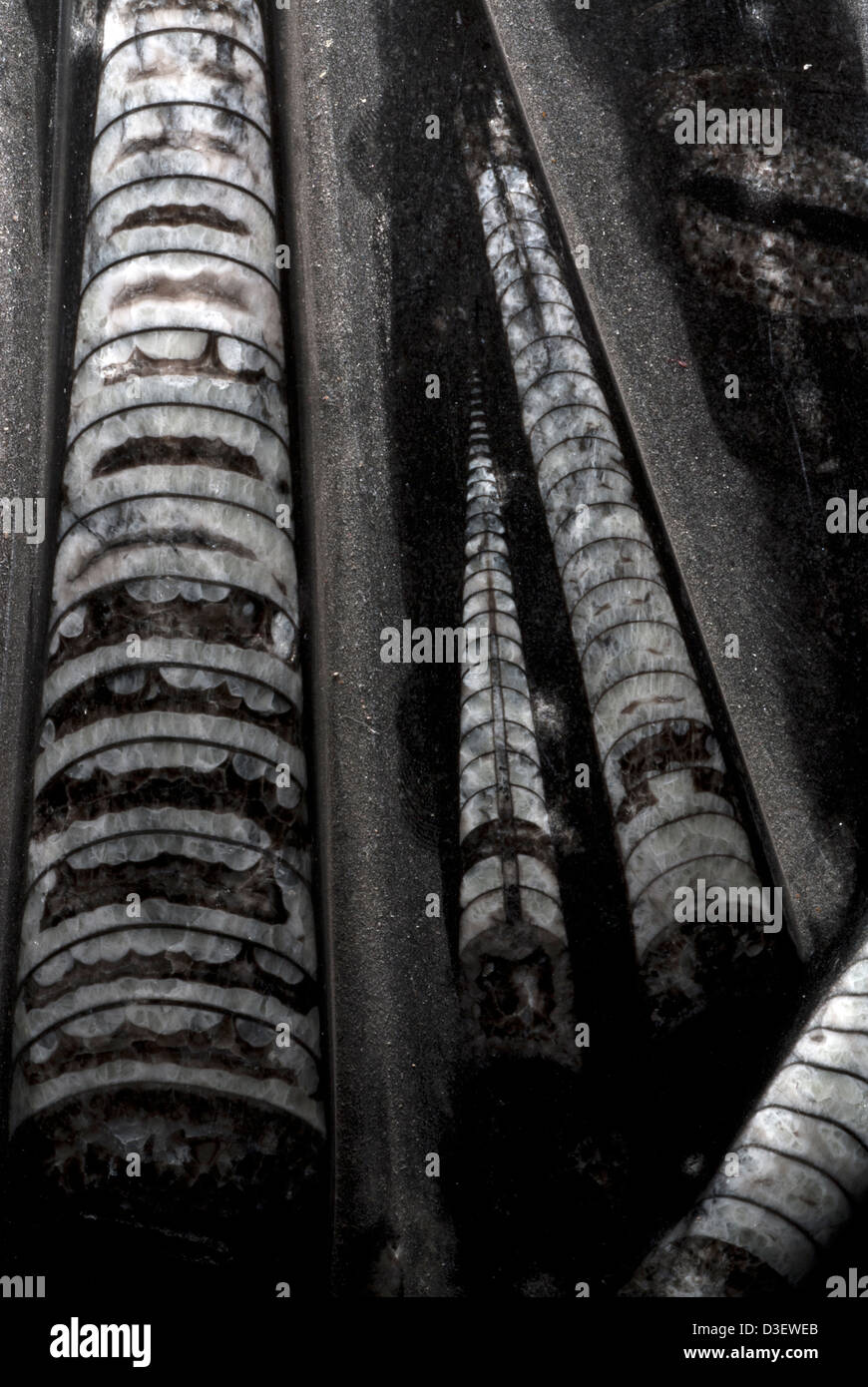 Orthoceras Fossil High Resolution Stock Photography and Images - Alamy