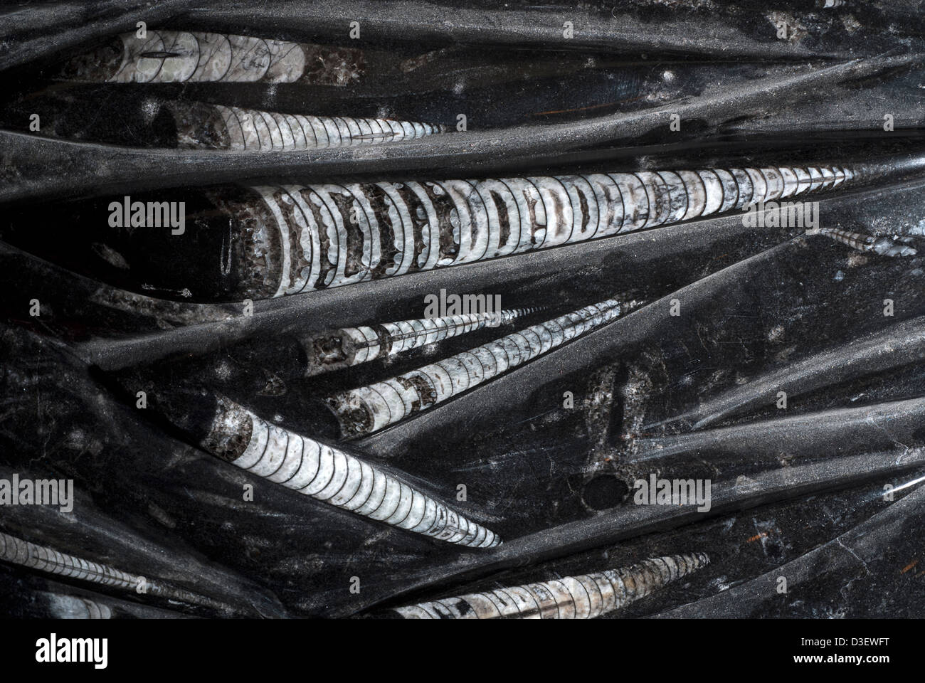 Nautiloid cephalopod hi-res stock photography and images - Alamy