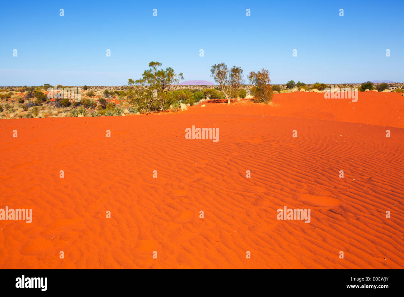 outback landscape arid soft red sand dried withered bushes shrubs wind ...