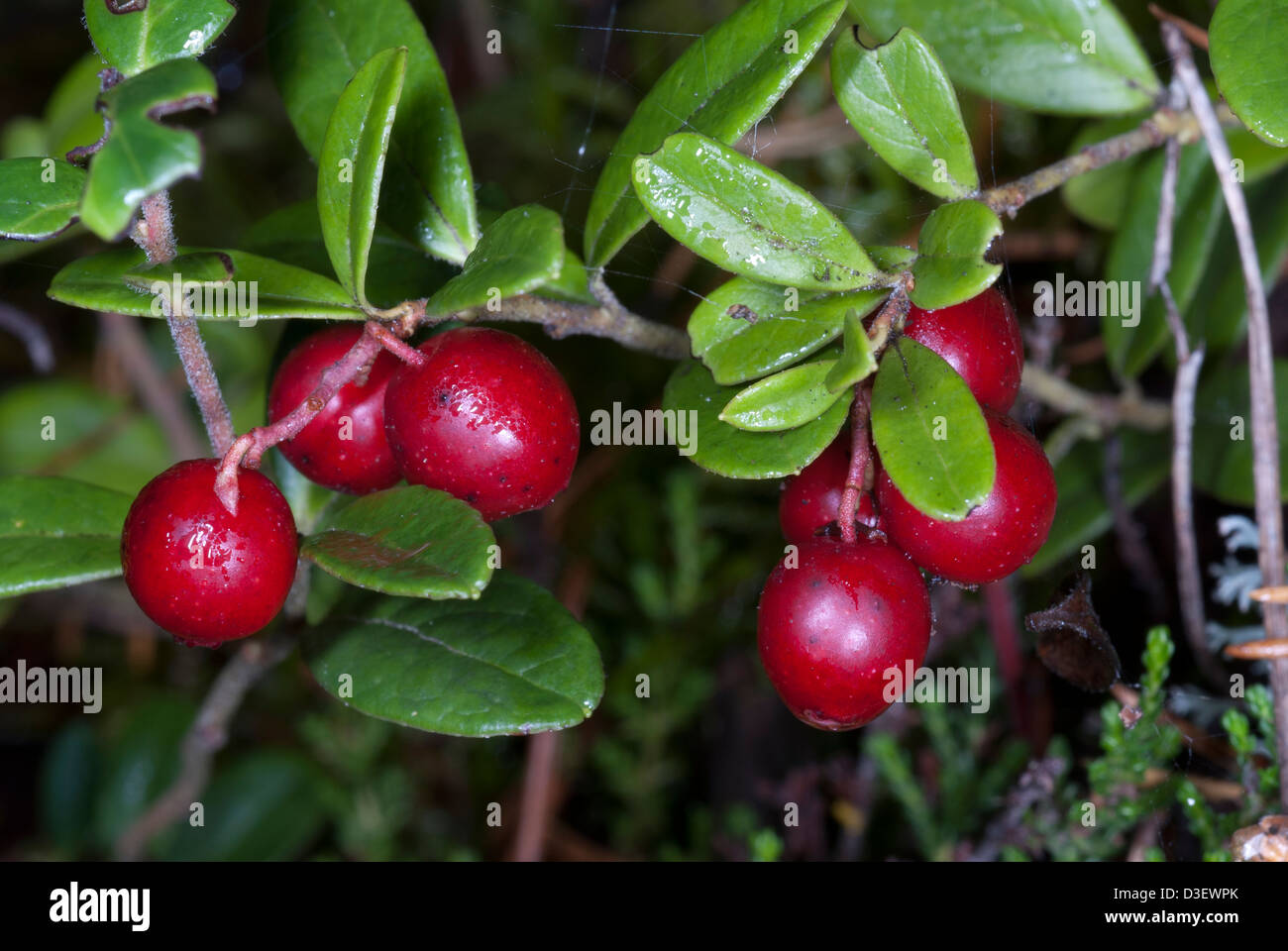 accinium vitis-idaea , lingonberry or cowberry Stock Photo - Alamy
