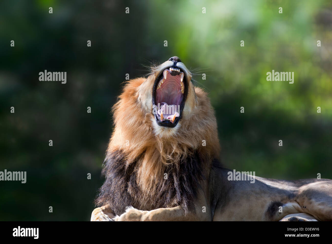 Open roar hi-res stock photography and images - Alamy