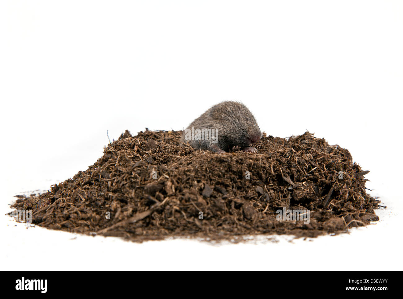Mole soil pile Cut Out Stock Images & Pictures - Alamy