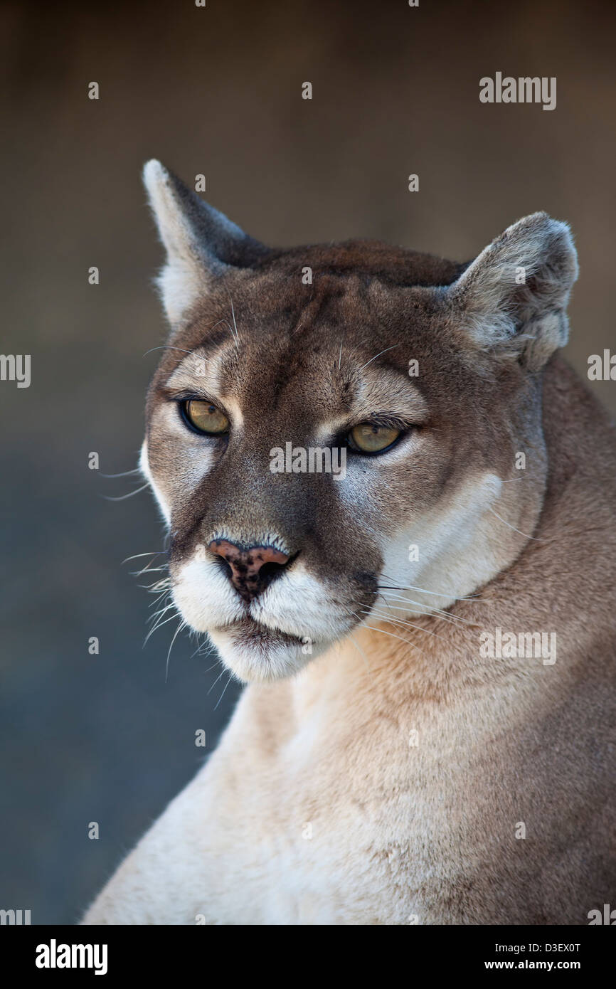 Puma Face Close Up Stock Photos & Puma Face Close Up Stock Images - Alamy
