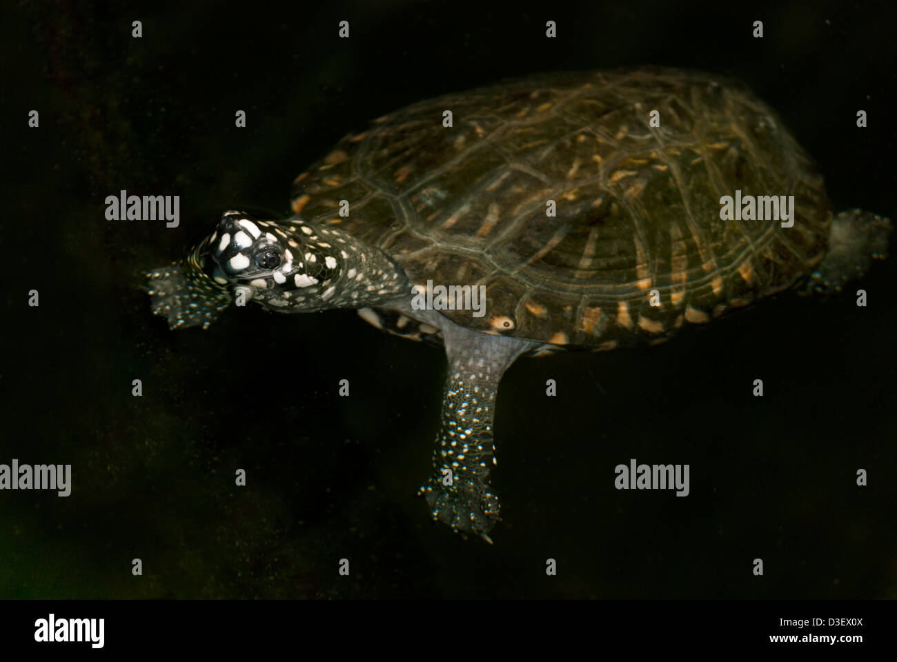 Cute turtle swimming in the dark water Stock Photo - Alamy