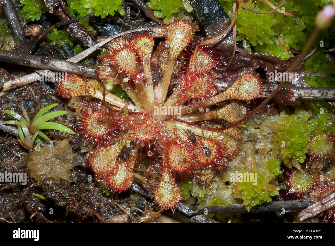 Drosera rotundifolia, the common sundew or round-leaved sundew Stock ...