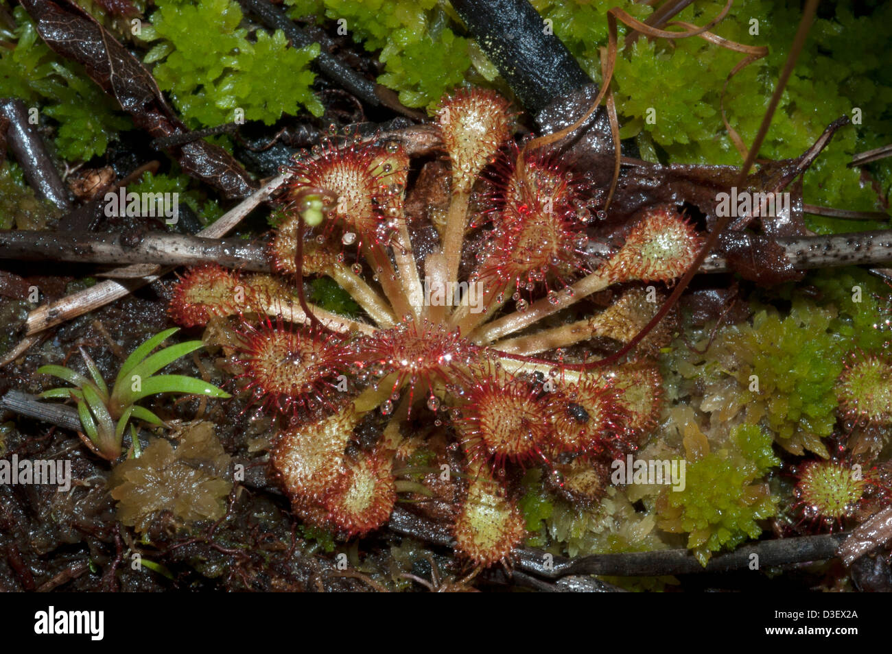 Drosera rotundifolia, the common sundew or round-leaved sundew Stock ...
