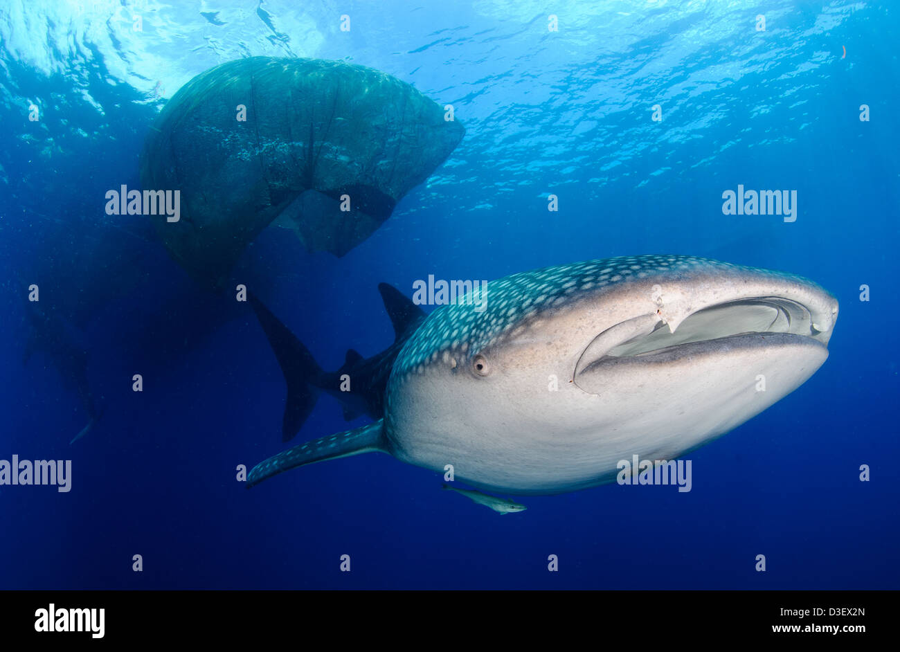 Rhincodontidae shark sharks hi-res stock photography and images - Alamy