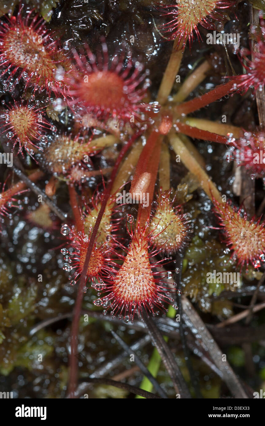 Drosera rotundifolia, the common sundew or round-leaved sundew Stock ...