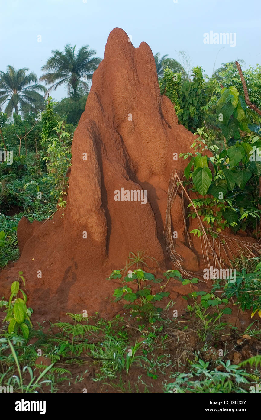 Termite mound. Southern Nigeria Stock Photo - Alamy