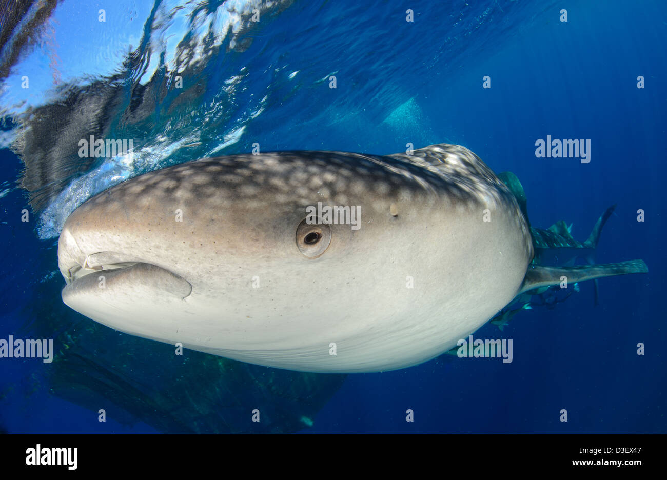 Shark turning hi-res stock photography and images - Alamy