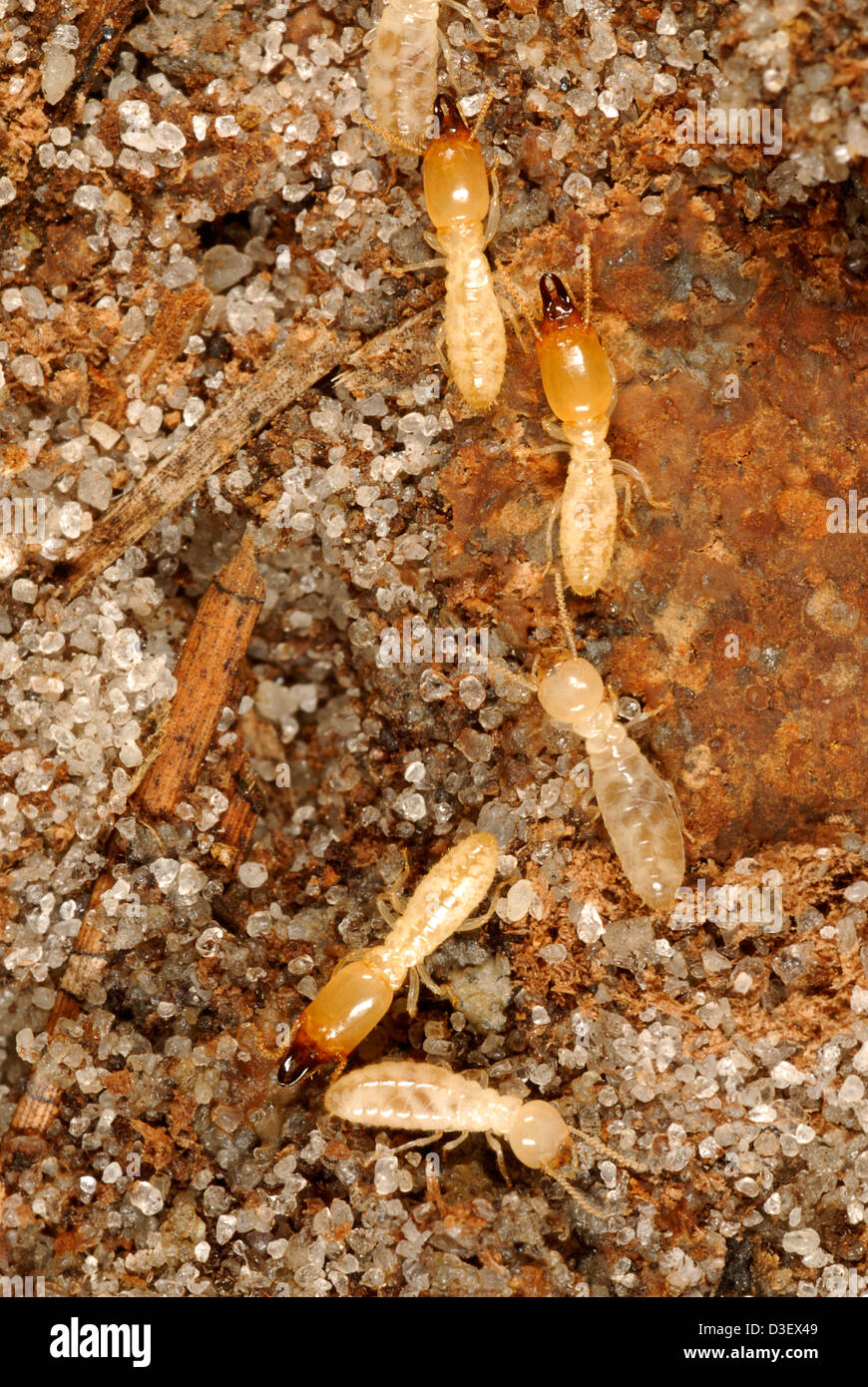 Reticulitermes flavipes, the eastern subterranean termite Stock Photo ...
