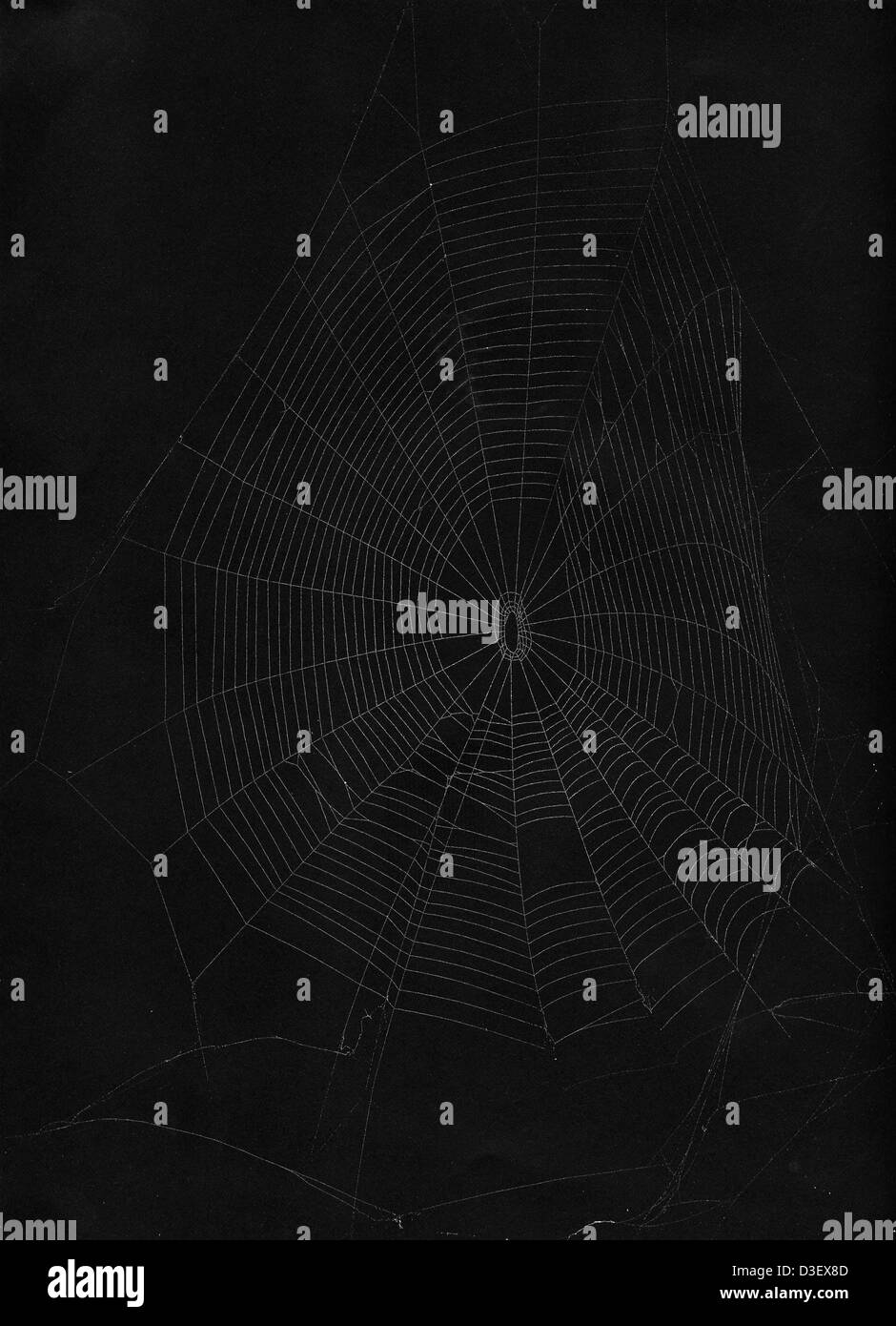 orb spider web Stock Photo - Alamy