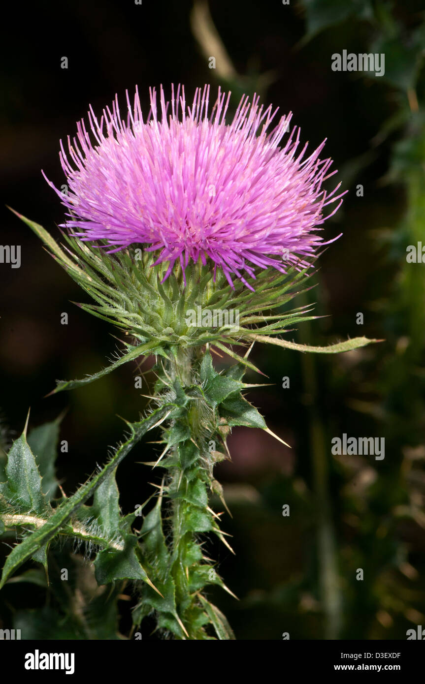 Bull or common thistle hi-res stock photography and images - Alamy