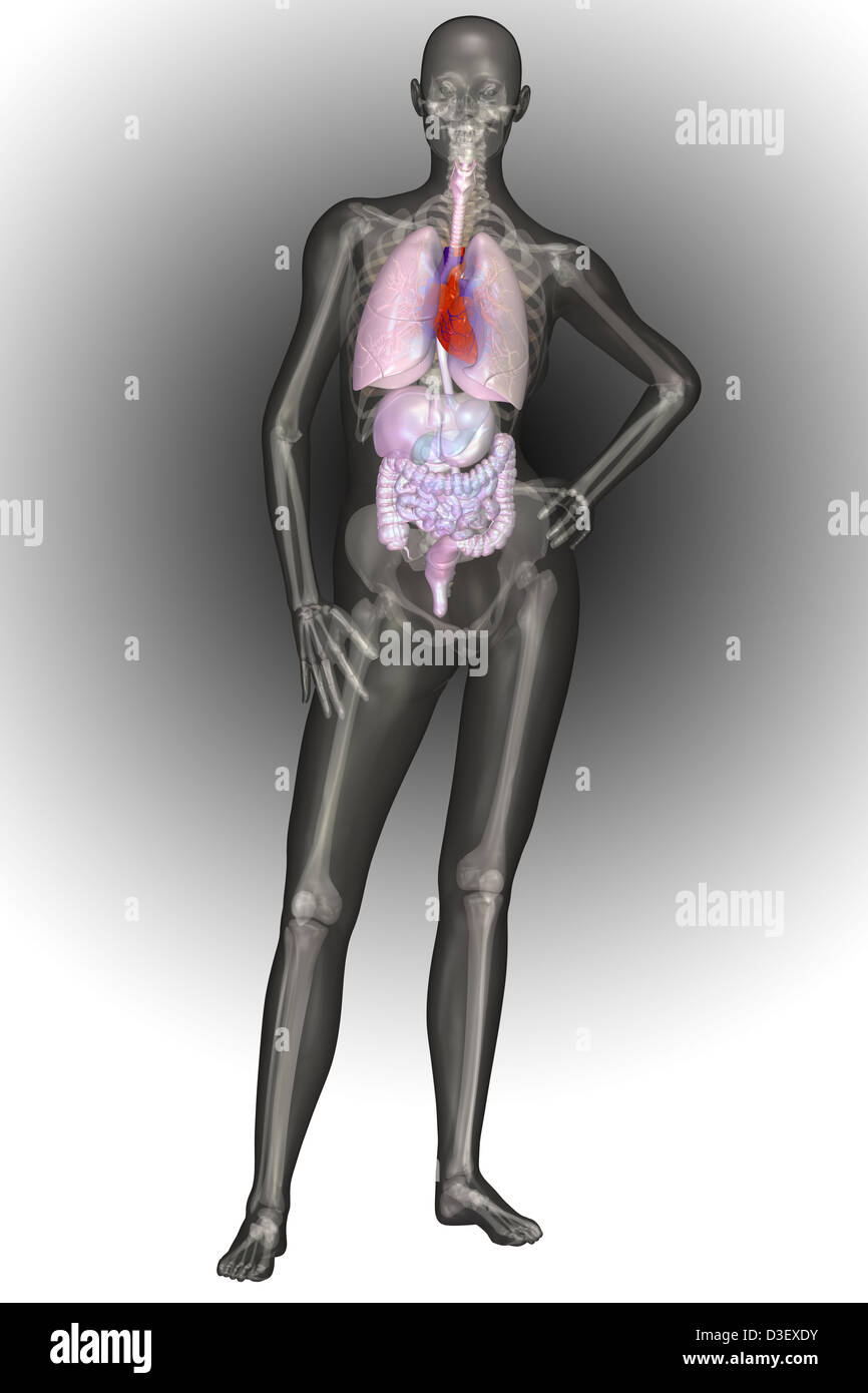 illustration of human skeleton and organ systems Stock Photo - Alamy